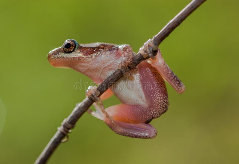 Northern Dwarf Tree Frog stock image. Image of tree - 188699851