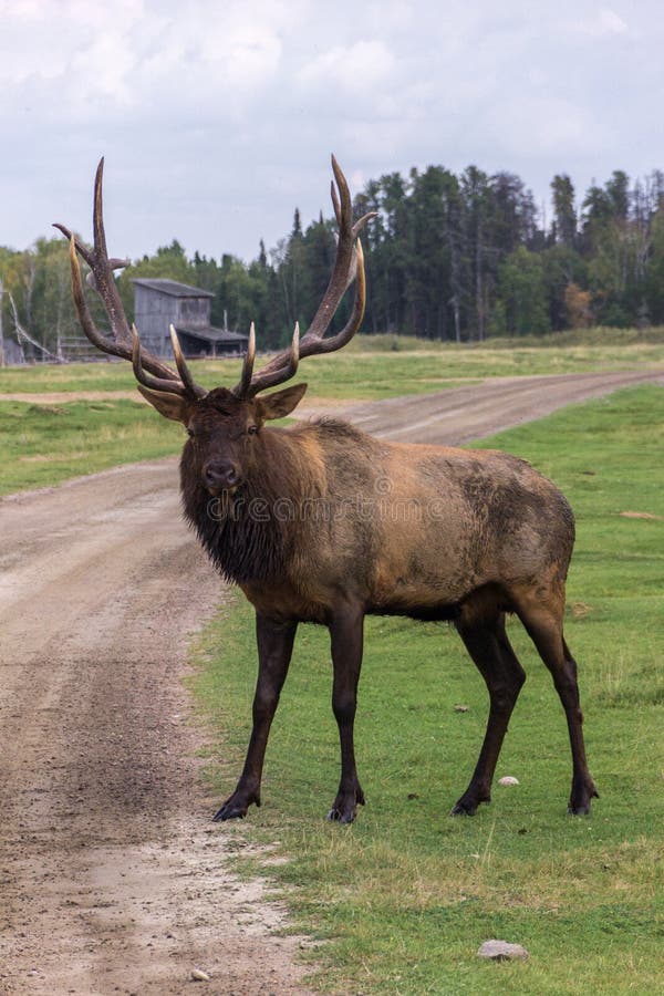 Northern Elk in a Forest of Canada Stock Photo - Image of canada ...