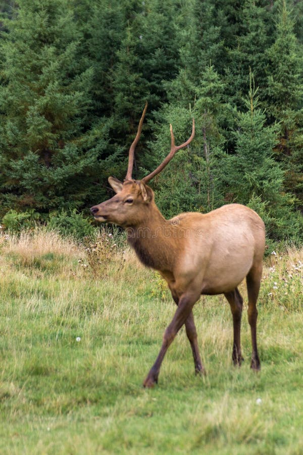 2,765 Cute Elk Photos - Free & Royalty-Free Stock Photos from Dreamstime