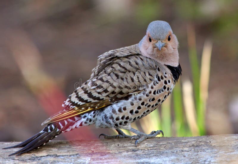 Northern Flicker female stock image. Image of birding - 3700331