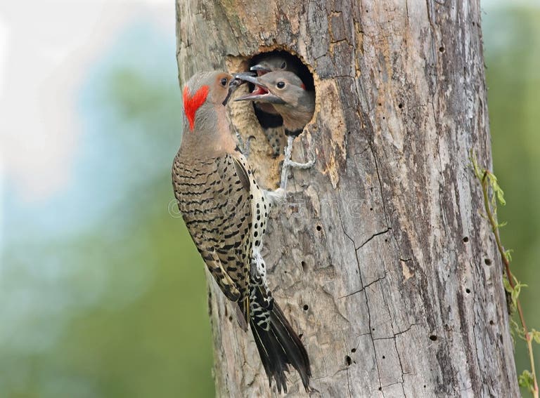 Northern Flicker stock image. Image of flicker, nestling - 15230769