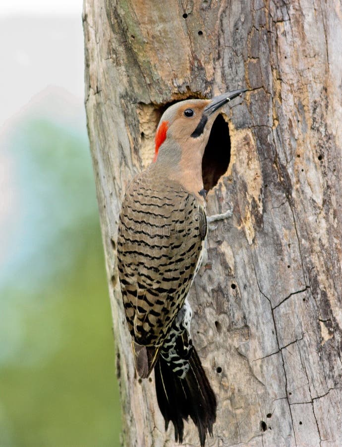Northern Flicker in the Snow Stock Image - Image of gawker, winter ...