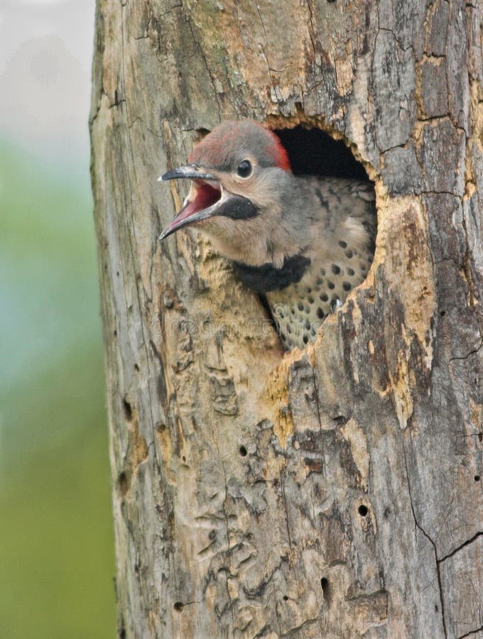 Northern Flicker stock image. Image of feeding, flicker - 15230771