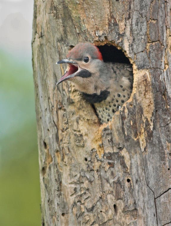 Northern Flicker stock image. Image of feeding, flicker - 15230771