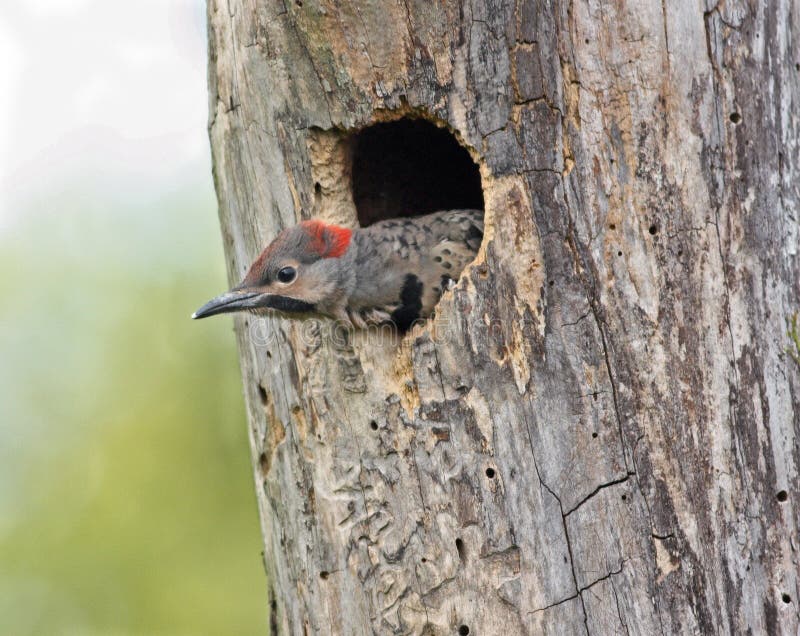 Northern Flicker stock image. Image of fledgling, creepers - 15230773