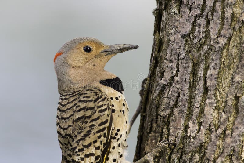 Northern Flicker stock image. Image of head, avian, pecker - 20003137
