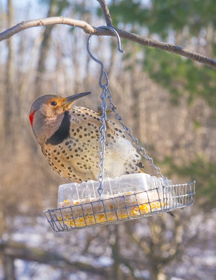 Northern Flicker stock photo. Image of speckles, gray - 29470046