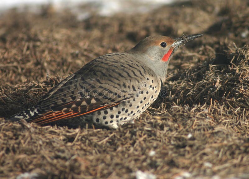 Northern Flicker in the Snow Stock Image - Image of gawker, winter ...