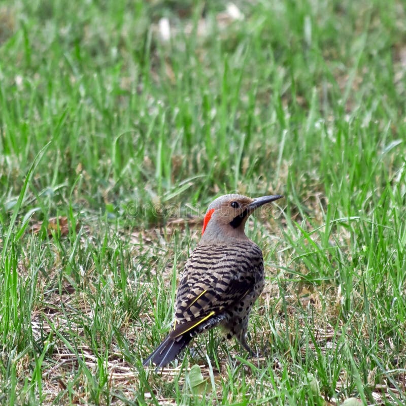 Northern Flicker stock image. Image of backyard, north - 6505345