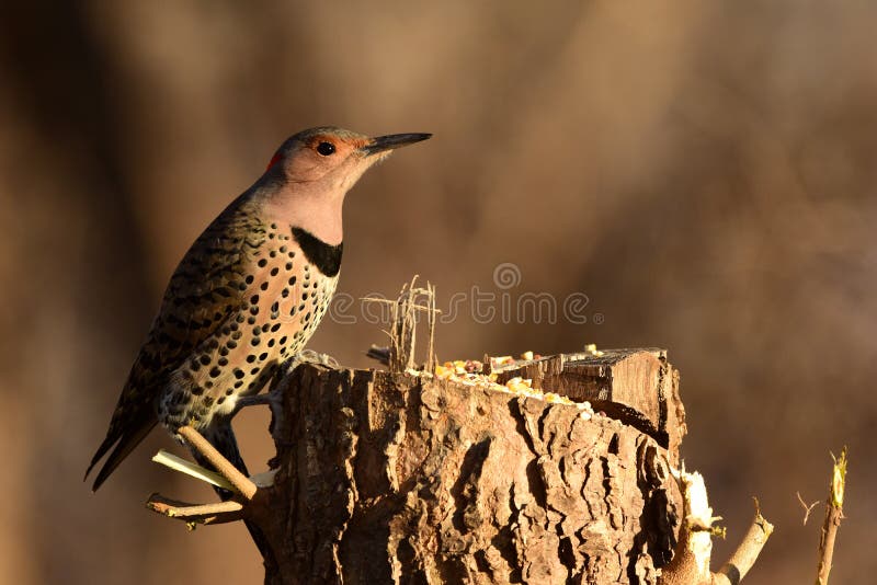Colaptes auratus stock photo. Image of bird, tree, beauty - 109580324