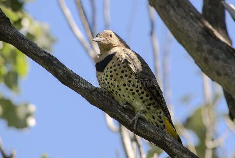 Northern Flicker stock photo. Image of dirt, grass, birding - 79218060