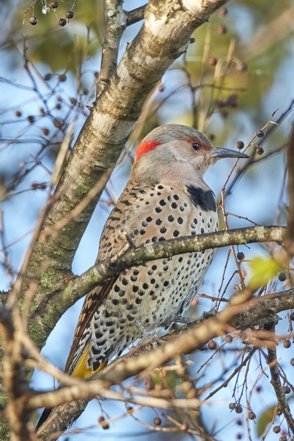 676 Northern Flicker Tree Stock Photos - Free & Royalty-Free Stock ...