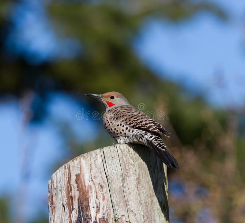 Northern flicker stock photo. Image of wildlife, bird - 60647242