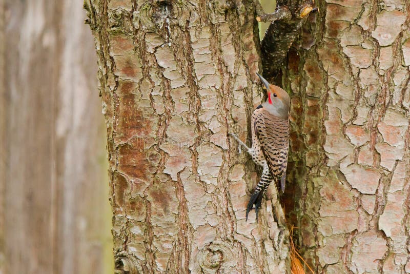 Northern Flicker (Colaptes Auratus). Stock Image - Image of poles ...