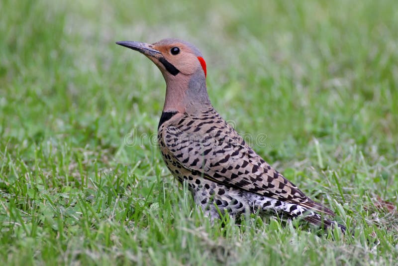 Wing of Flicker Bird stock photo. Image of bird, woodpecker - 36116562