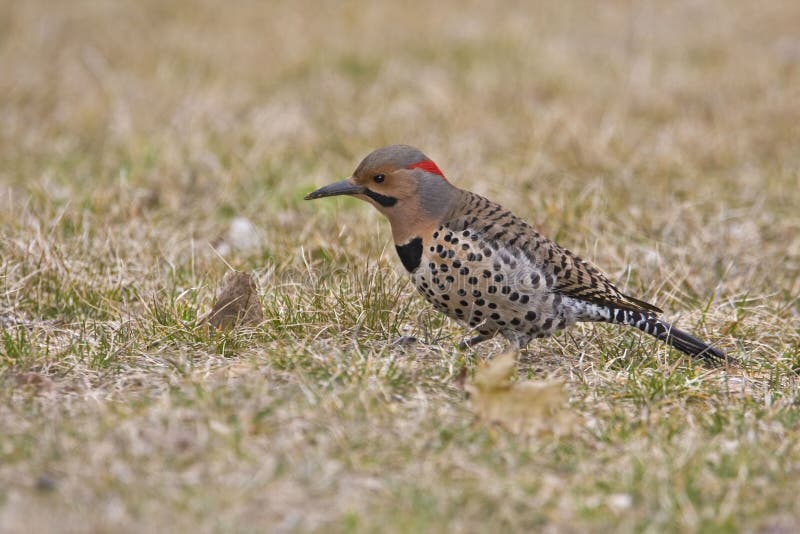 Northern Flicker, Colaptes Auratus, Hunting on the Ground Stock Image ...