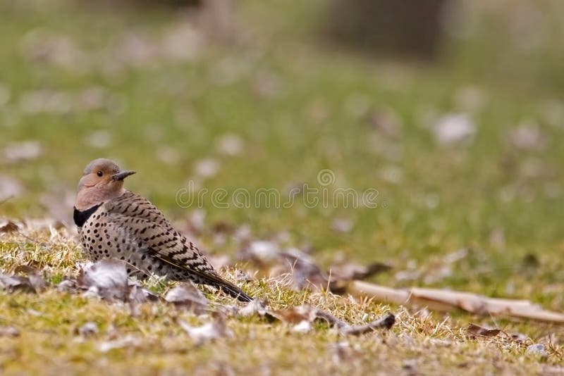 Northern Flicker, Colaptes Auratus, Relaxing on the Ground Stock Image ...