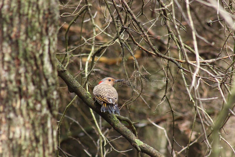 Northern Flicker stock image. Image of looking, branches - 53627495