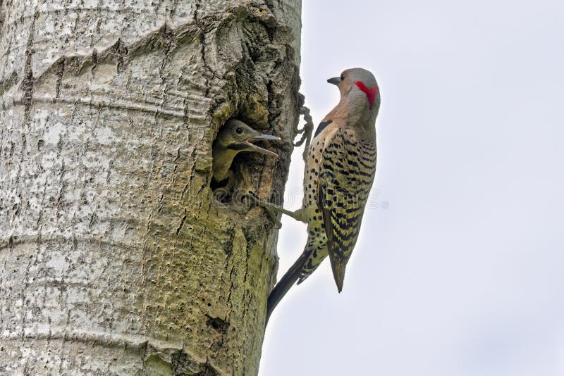 Northern Flicker Feeding Its Young Stock Image - Image of outdoor ...