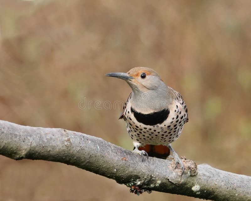 Northern Flicker in the Snow Stock Image - Image of gawker, winter ...