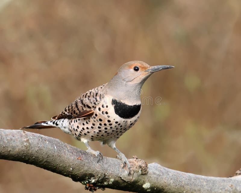 Northern Flicker female stock photo. Image of avian, colaptes - 4653438