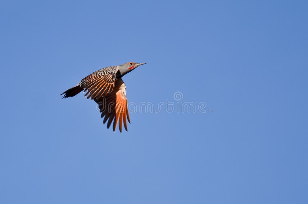 Northern Flicker Flying in a Blue Sky Stock Photo - Image of flight ...