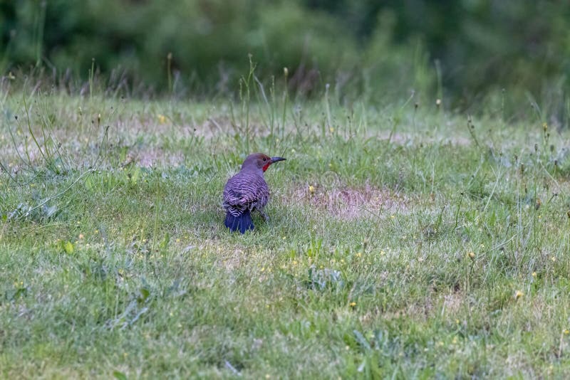 Northern Flicker Looking Over at Something on a Lawn Stock Photo ...