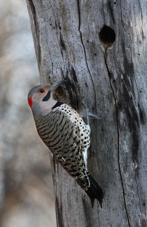 Northern Flicker in the Snow Stock Image - Image of gawker, winter ...