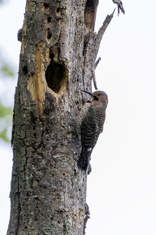 Northern flicker and nest stock image. Image of tree - 280029569