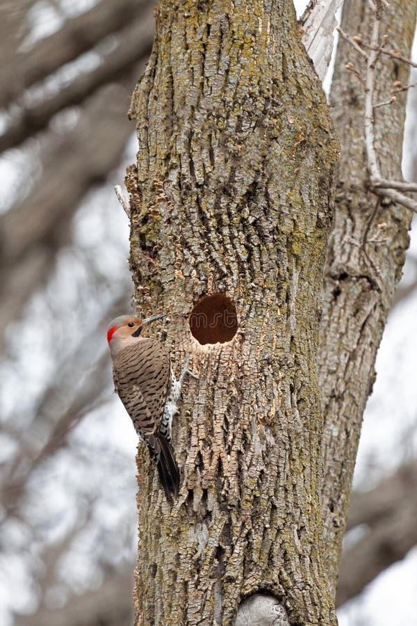 Northern Flicker at a Nesting Hole Stock Photo - Image of flicker ...
