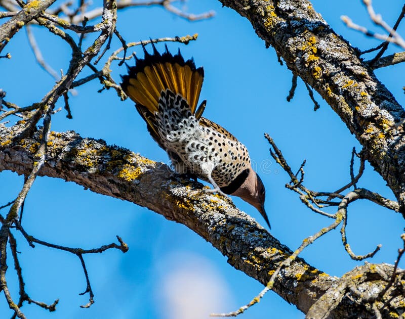 Northern Flicker Perched in Tree Stock Photo - Image of bird, spread ...