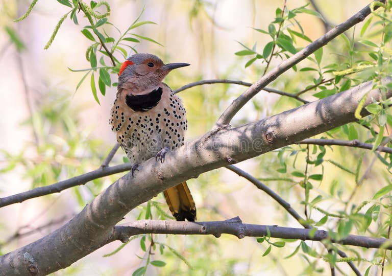 Northern Flicker Perching on Branch Tree Stock Photo - Image of bird ...