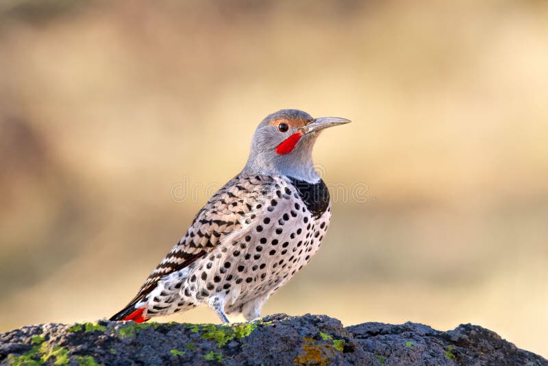 Northern Flicker Perching on Rock Stock Photo - Image of feathers ...