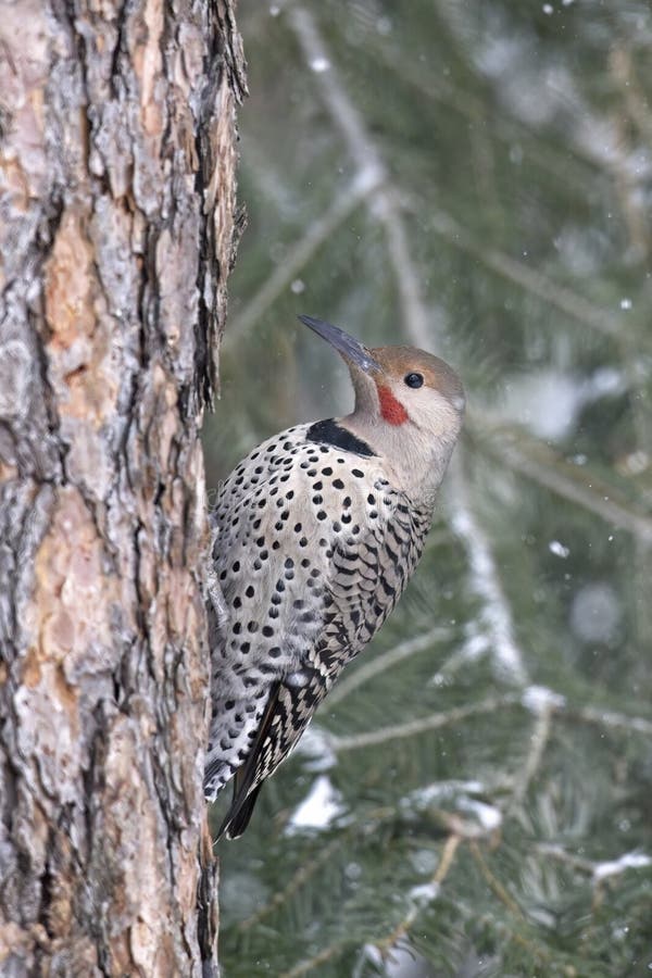 Northern Flicker on the Side of a Tree Stock Image - Image of brown ...