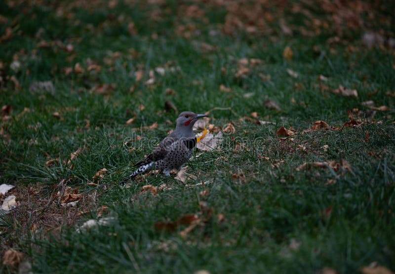 Northern Flicker Standing in Grass Stock Image - Image of flicker ...
