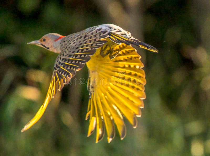 Northern Flicker Taking Flight in Summer Stock Image - Image of summer ...