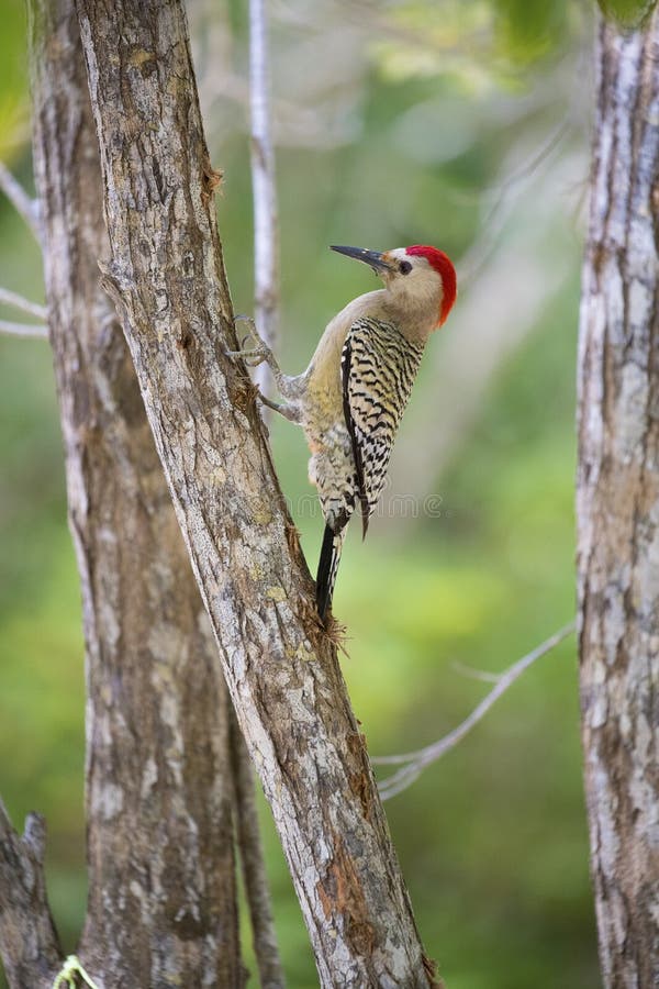 Northern Flicker on Tree in Grand Cayman Islands Stock Image - Image of ...