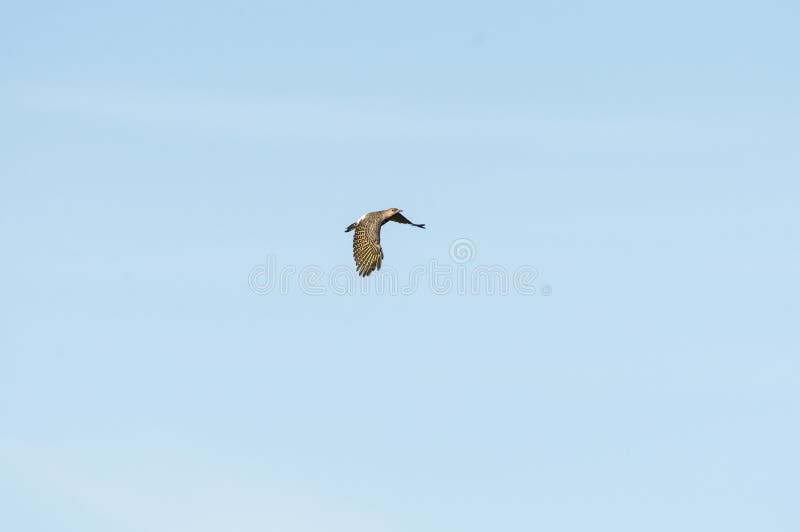Northern Flicker Wings Spread Wide Stock Image - Image of woodpecker ...
