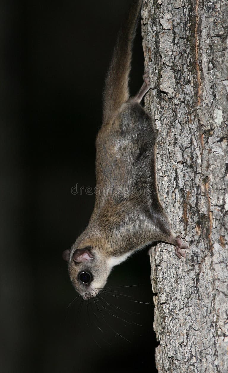 4,205 Flying Squirrel Pokemon Stock Photos - Free & Royalty-Free Stock ...