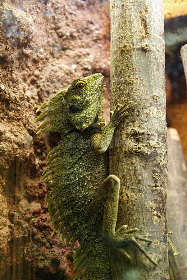 Northern Forest Dragon (Hypsilurus Godeffroyi) Stock Image - Image of ...