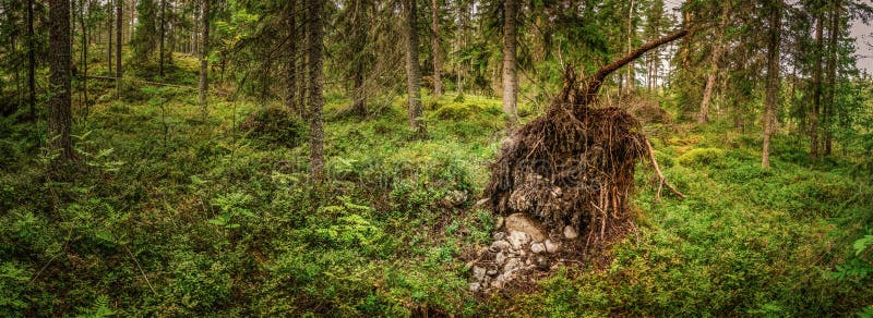 Northern Forest Landscape with Fallen Tree Roots, Wild Deep Forest ...