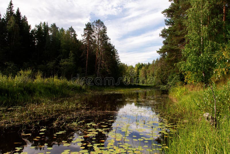 The northern forest stock image. Image of reservoir - 233997209