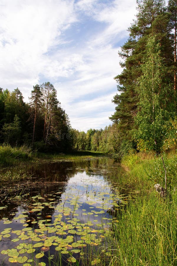 The northern forest stock image. Image of national, forest - 233997245