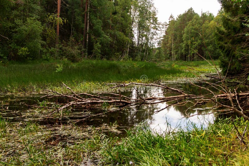 The northern forest stock image. Image of clear, spring - 233997587