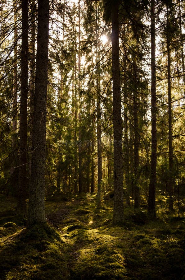 Northern forest stock image. Image of trees, seasonal - 39319215