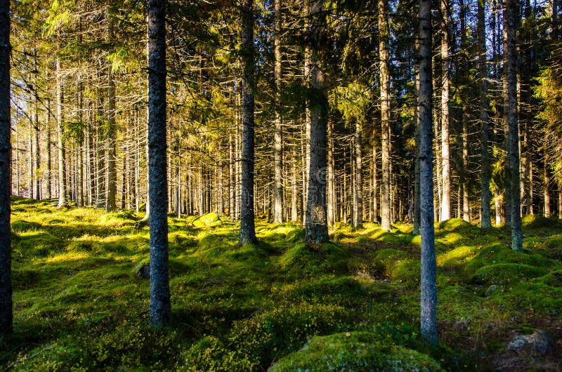 Northern forest stock photo. Image of plastic, tree, northern - 45884270