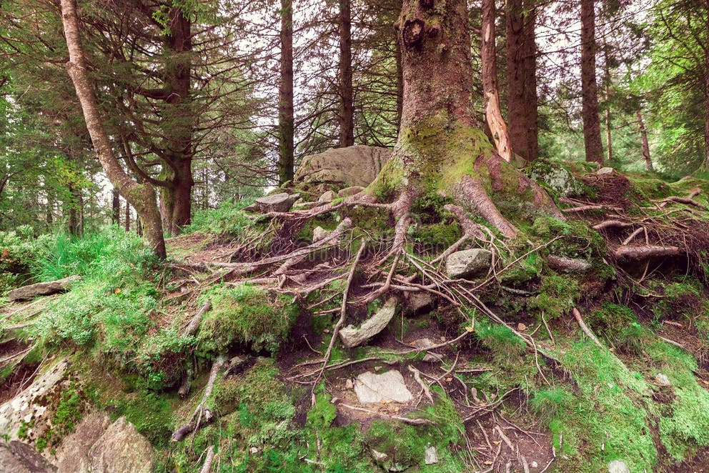 Northern Forest of Tree with Strong Root System and Green Moss Stock ...