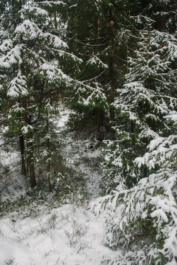 Northern forest stock photo. Image of frosty, natural - 200069972