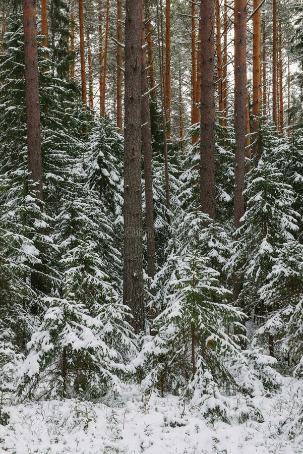 Northern forest stock image. Image of landscape, climate - 200070191