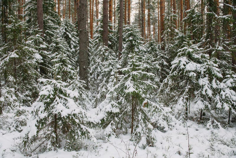 Northern forest stock image. Image of october, nordic - 200070215